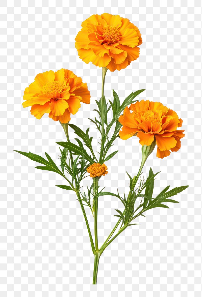 Marigold illustration watercolor marigold | Free Photo Illustration ...