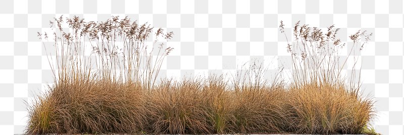 Reeds PNG Images | Free Photos, PNG Stickers, Wallpapers & Backgrounds ...