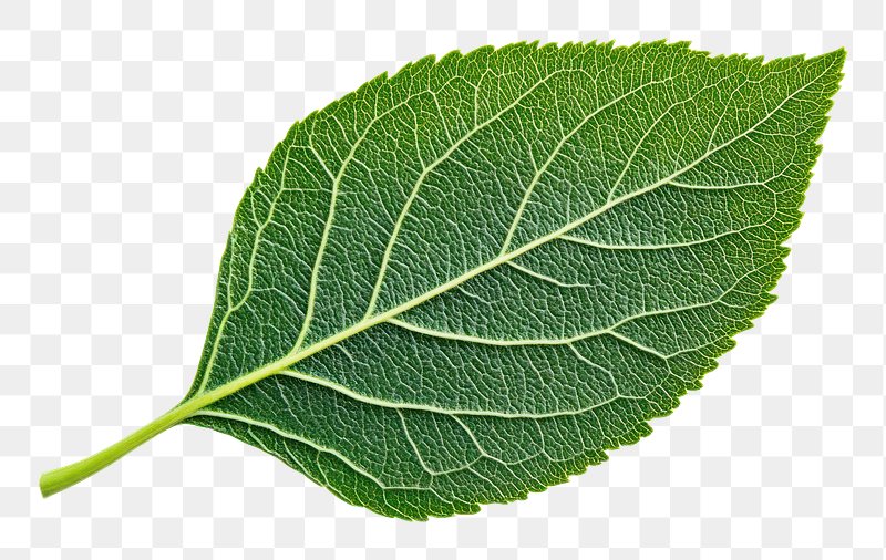 Anatomy Human Images | Free Photos, PNG Stickers, Wallpapers ...