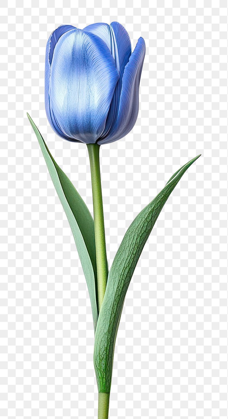 Blue Flower Transparent PNG Images | Free Photos, PNG Stickers ...