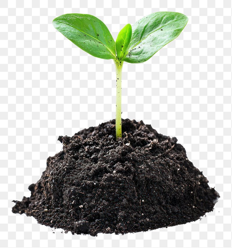 Plant Growing PNG Images | Free Photos, PNG Stickers, Wallpapers ...