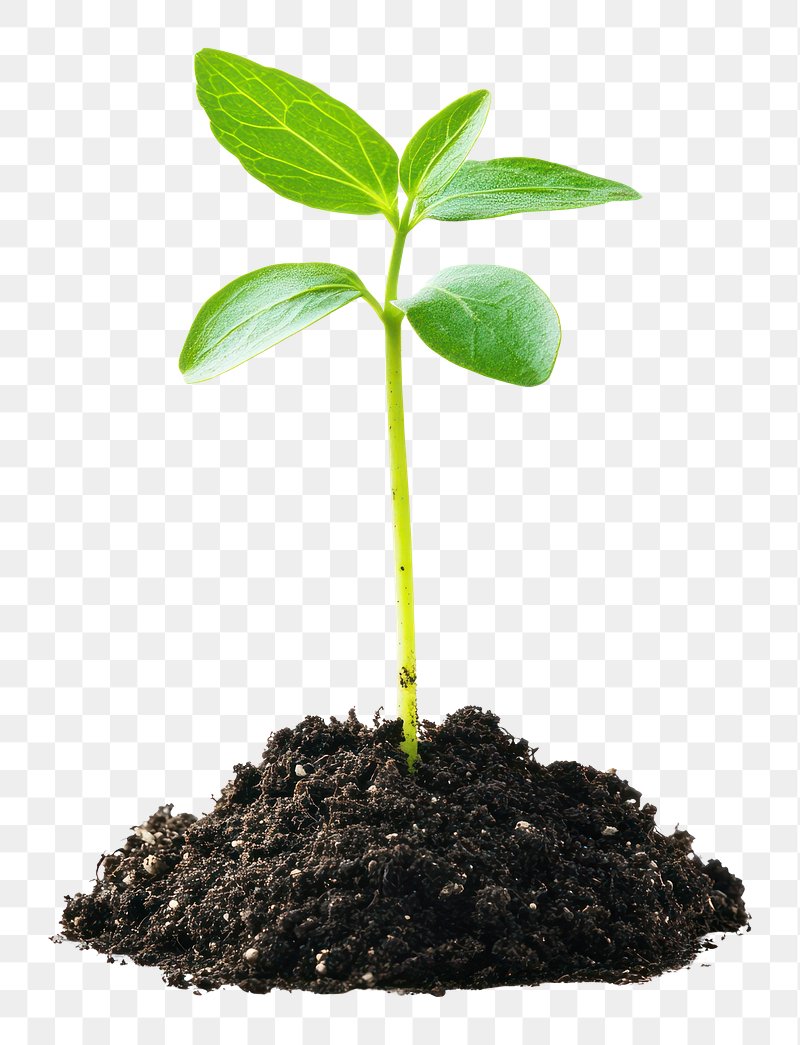 Plant Growing PNG Images | Free Photos, PNG Stickers, Wallpapers ...
