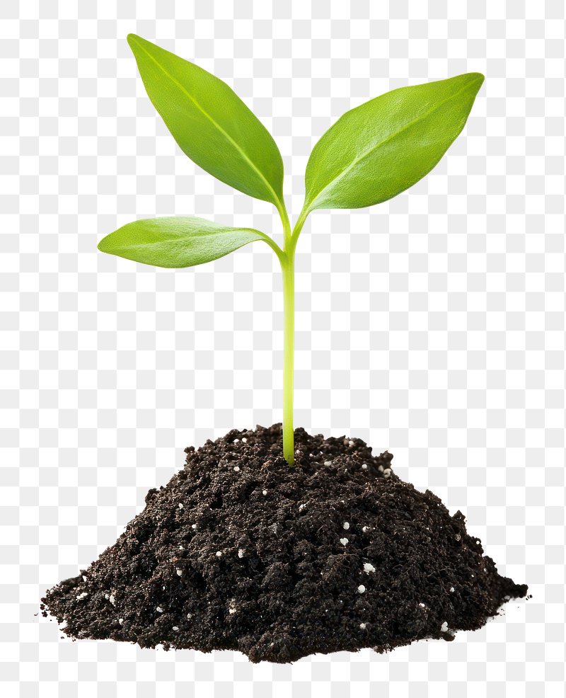 Plant Growing PNG Images | Free Photos, PNG Stickers, Wallpapers ...