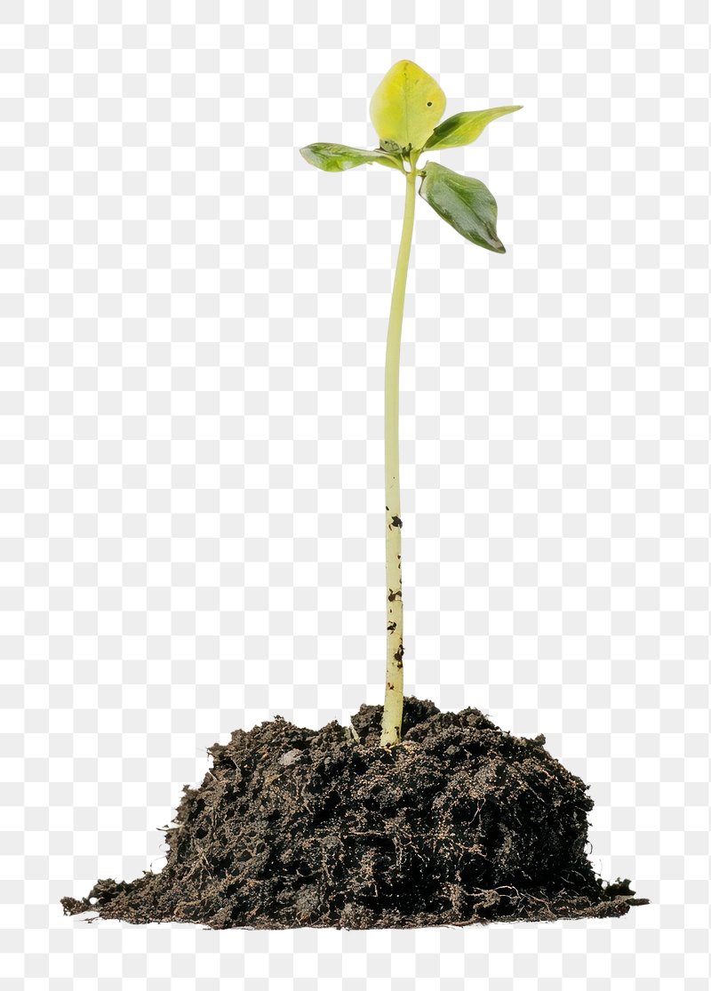 PNG single sprout growing soil | Free PNG - rawpixel