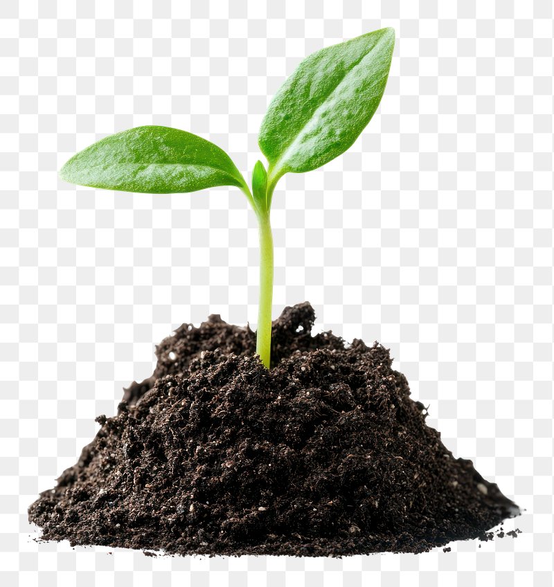 Plant Growing PNG Images | Free Photos, PNG Stickers, Wallpapers ...