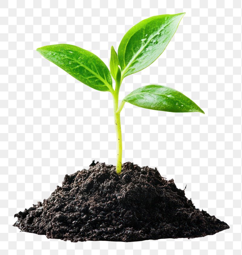 Plant Growing PNG Images | Free Photos, PNG Stickers, Wallpapers ...