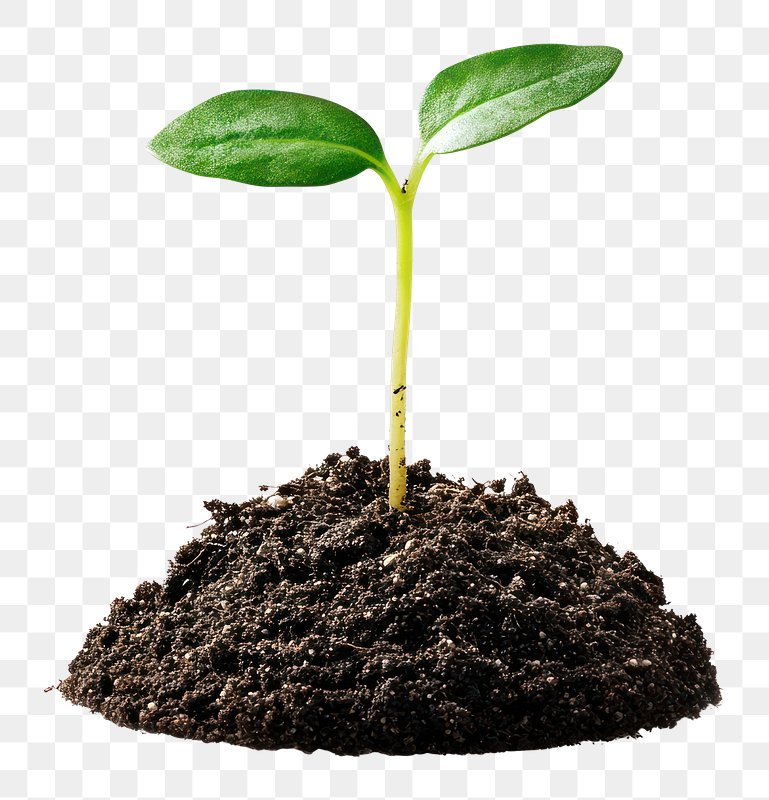 Plant Growing PNG Images | Free Photos, PNG Stickers, Wallpapers ...