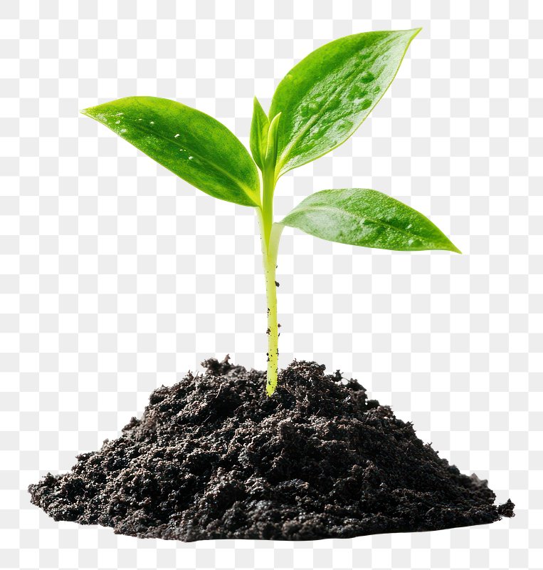 Plant Growing PNG Images | Free Photos, PNG Stickers, Wallpapers ...