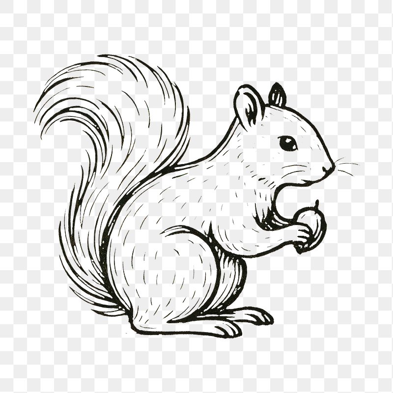 Sketch Squirrel Drawing Shadow Images | Free Photos, PNG Stickers ...