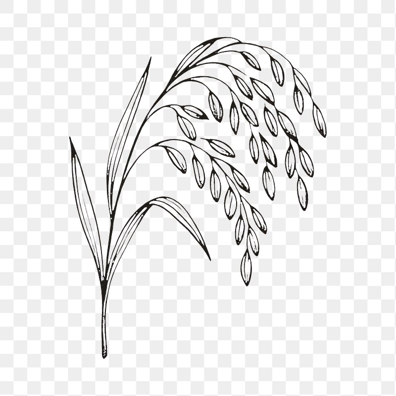 A+rice+plant Background Images | Free Photos, PNG Stickers, Wallpapers ...
