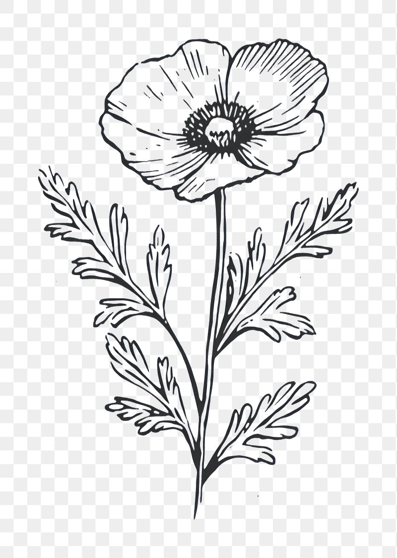 Simple Flower Drawing Floral Art Images | Free Photos, PNG Stickers ...