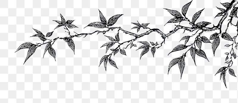 PNG Leaf Line Art Botanical Images | Free Photos, PNG Stickers ...