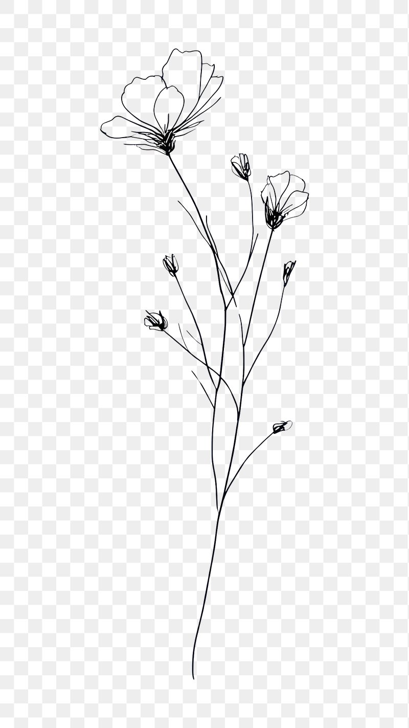 Pen+line Flower Images | Free Photos, PNG Stickers, Wallpapers ...
