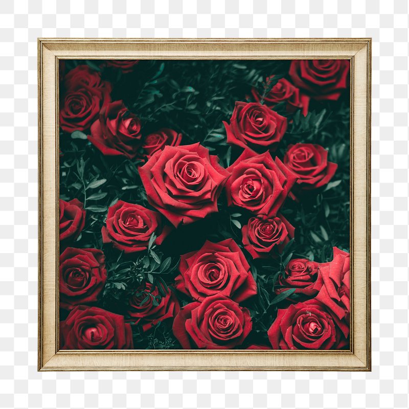 Red Rose In Picture Frame PNG Images | Free Photos, PNG Stickers ...