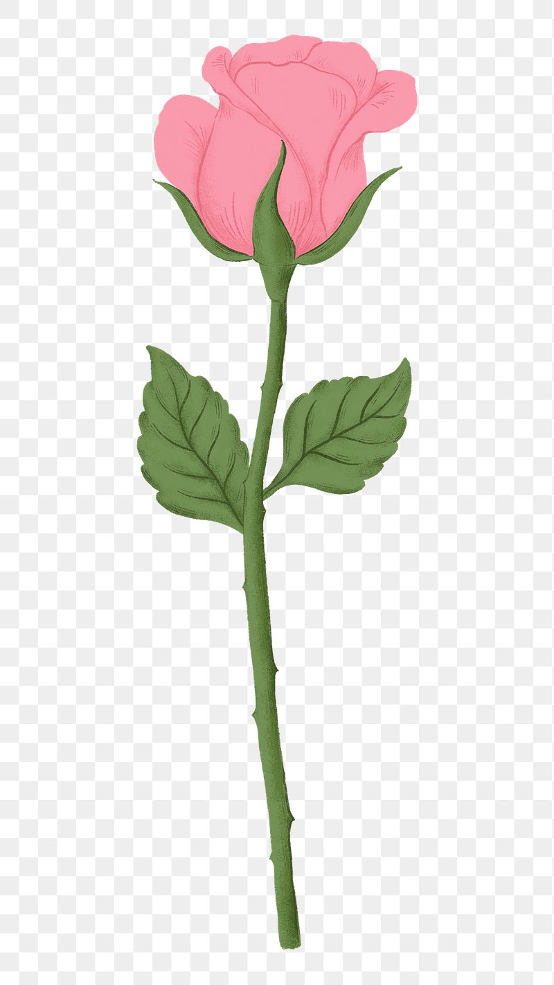 Long Stem Roses Clipart