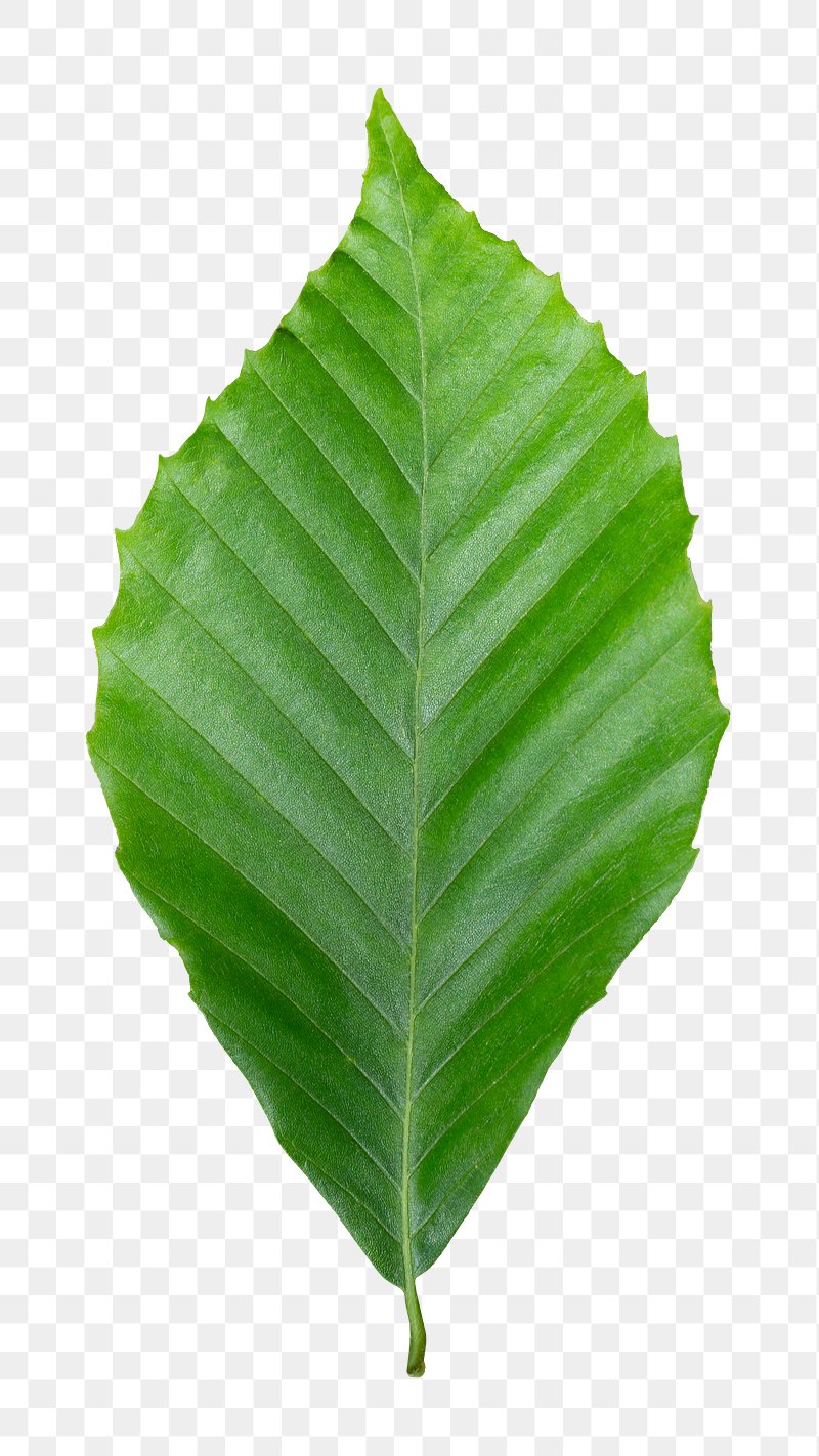 Leaf png, transparent background | Free PNG - rawpixel