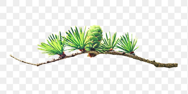 Pine tree branch png, transparent | Free PNG - rawpixel