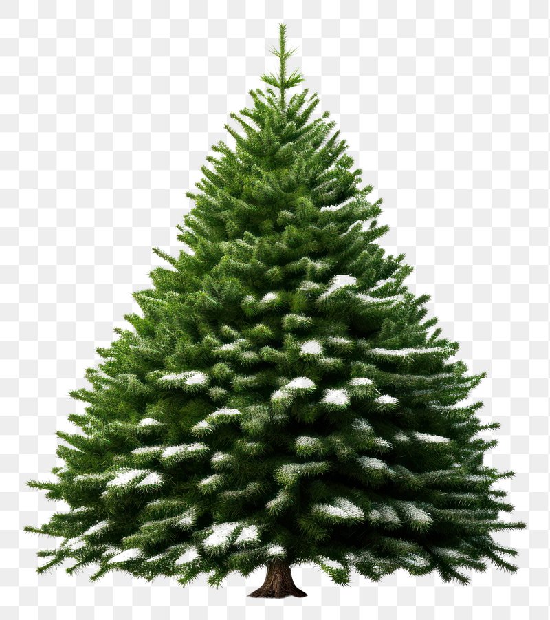PNG Christmas plant tree pine. | Free PNG - rawpixel