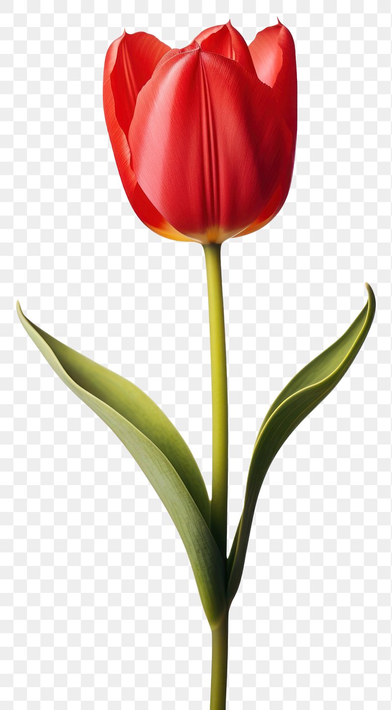 PNG Flower tulip plant inflorescence. | Free PNG - rawpixel