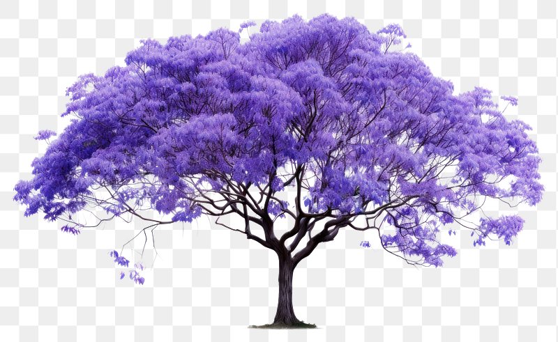 Jacaranda Trees PNG Images | Free Photos, PNG Stickers, Wallpapers ...