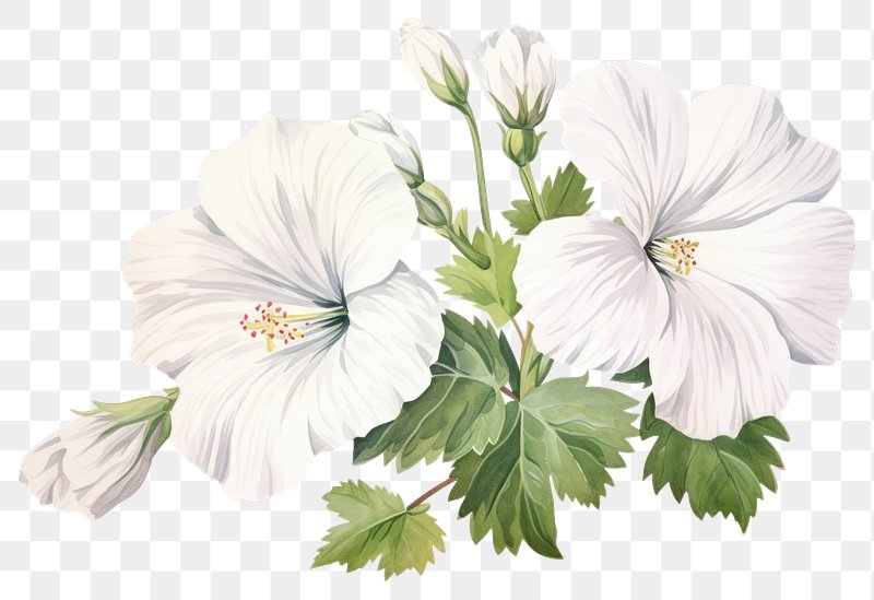 Mallow Images | Free Photos, PNG Stickers, Wallpapers & Backgrounds ...