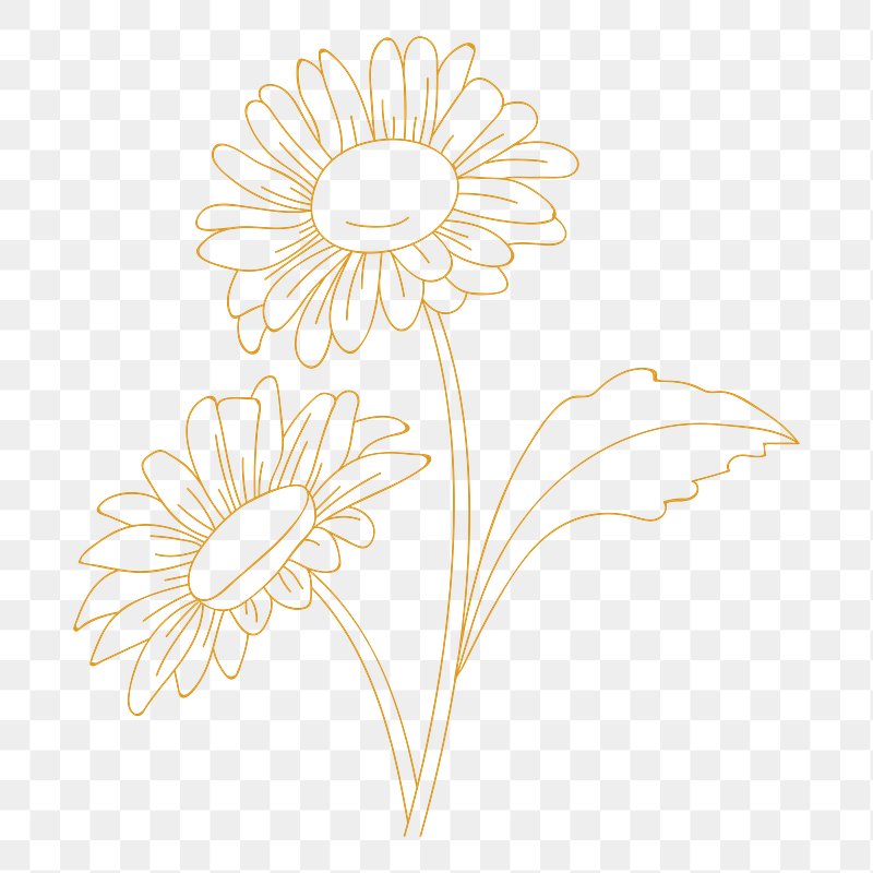 Daisy Outline Images | Free Photos, PNG Stickers, Wallpapers ...
