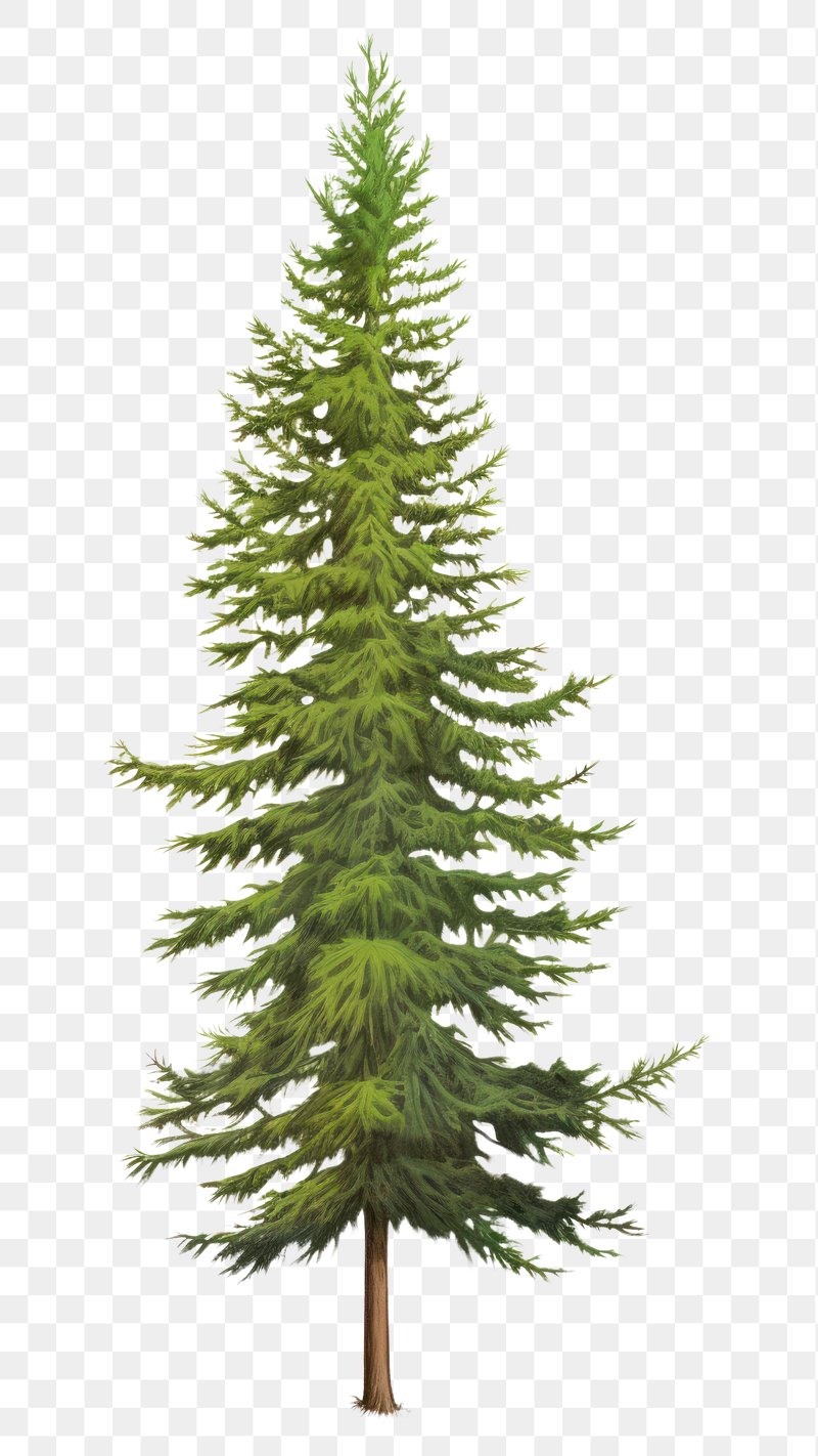 PNG conifer pine tree, plant | Free PNG - rawpixel