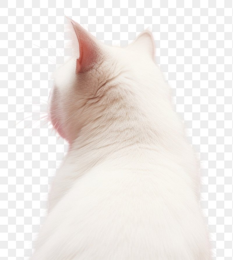 Transparent Nose Images | Free Photos, PNG Stickers, Wallpapers ...