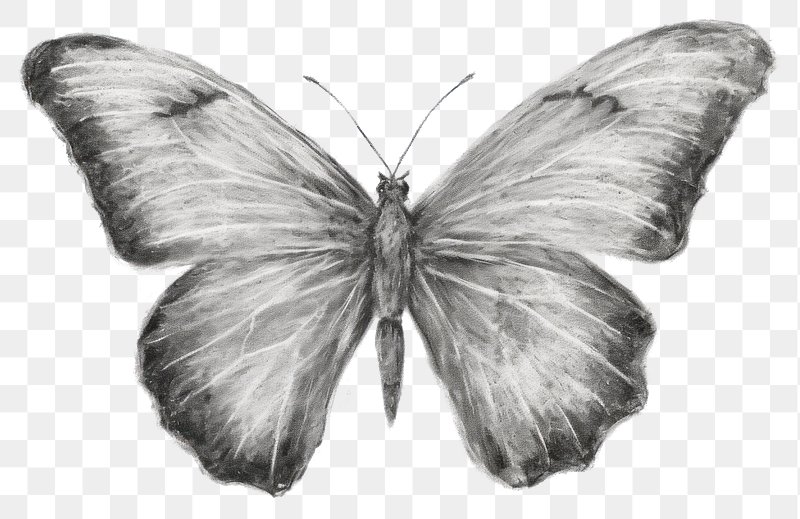 Butterfly Shadow Images | Free Photos, PNG Stickers, Wallpapers ...