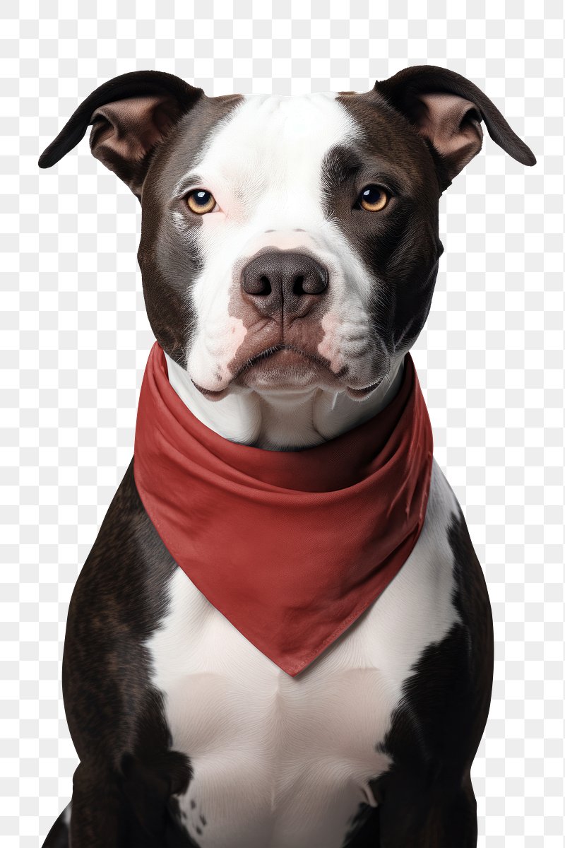 Boxer Mockup Images | Free PSD, Vector & PNG Apparel Mockups - rawpixel