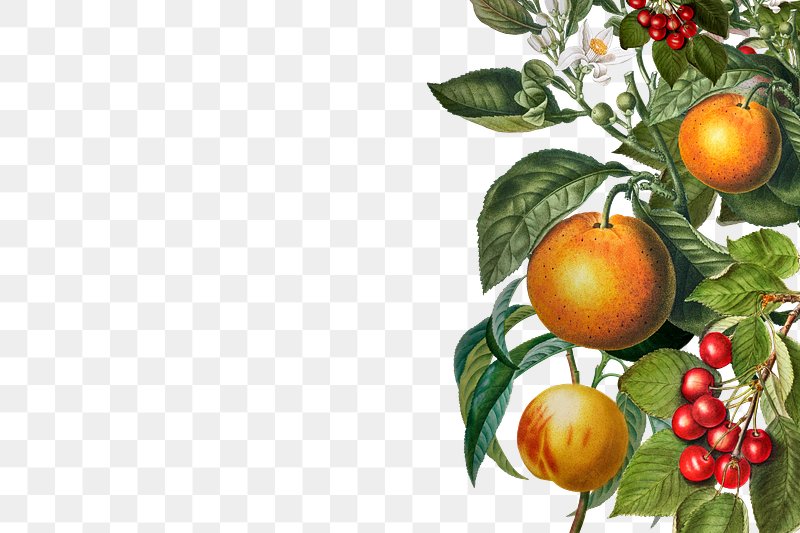 Bitter Sweet Orange Images | Free Photos, PNG Stickers, Wallpapers ...