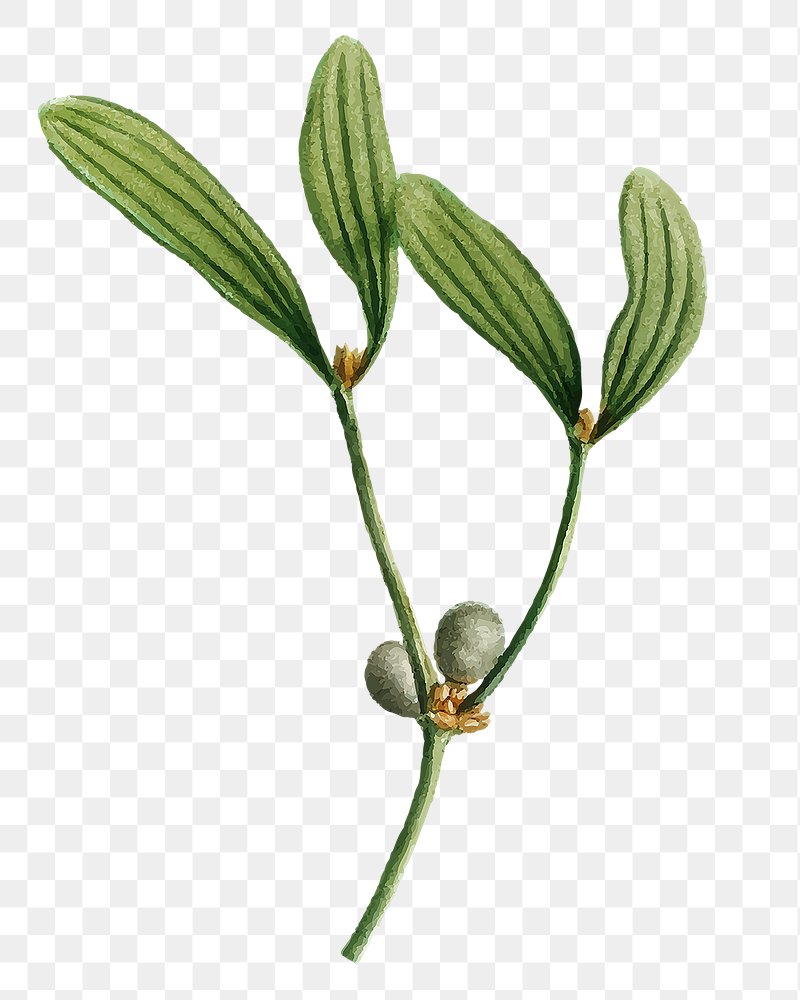 Viscum Album Images | Free Vectors, PNGs, Mockups & Backgrounds - rawpixel