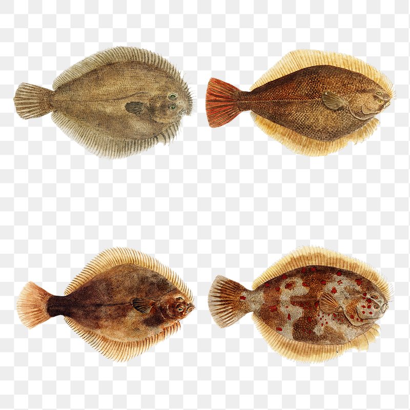 Vintage Sea Creatures Set PNG Images | Free Photos, PNG Stickers ...