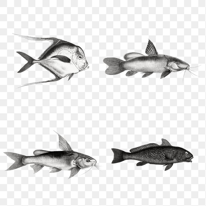 Catfish PNG Images | Free Photos, PNG Stickers, Wallpapers ...