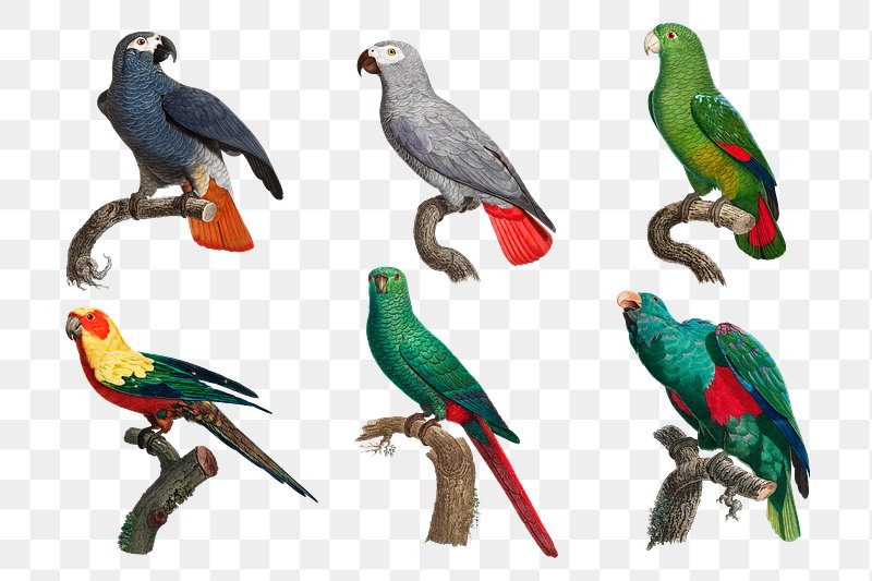 Macaw PNG Images | Free Photos, PNG Stickers, Wallpapers & Backgrounds ...