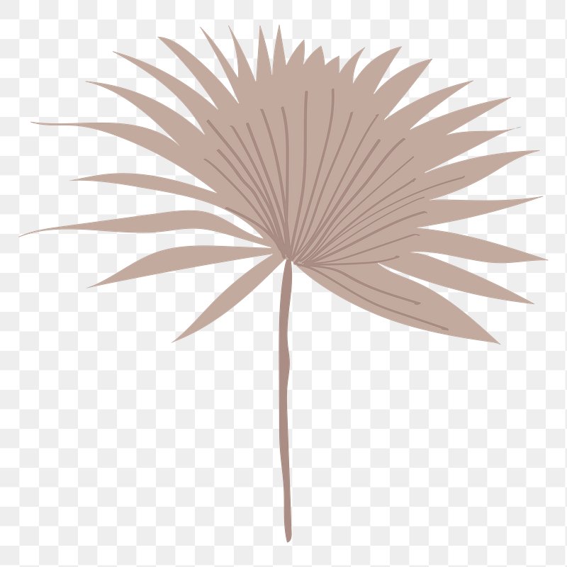 Palm Fan PNG Images | Free Photos, PNG Stickers, Wallpapers ...