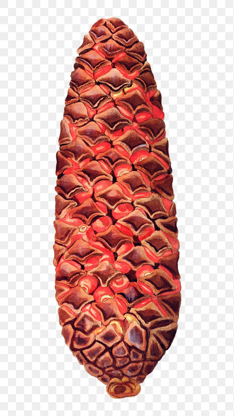 Zamia Images | Free Photos, PNG Stickers, Wallpapers & Backgrounds ...