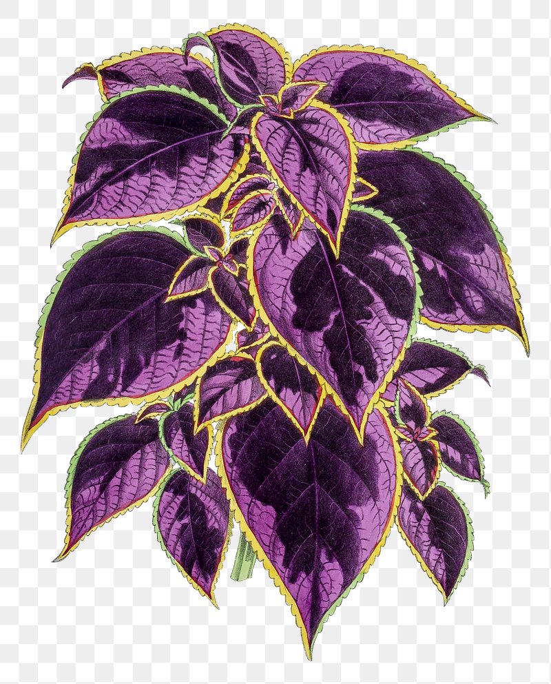 Common Coleus Images | Free Photos, PNG Stickers, Wallpapers ...