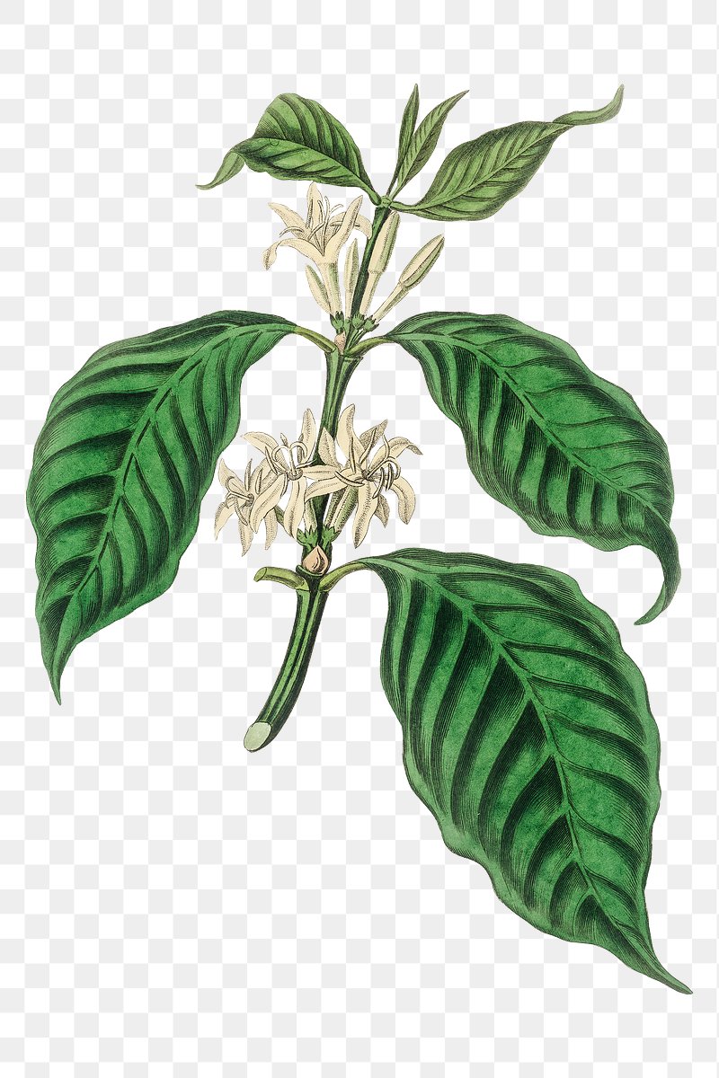 Coffee Plant Images | Free Photos, PNG Stickers, Wallpapers ...