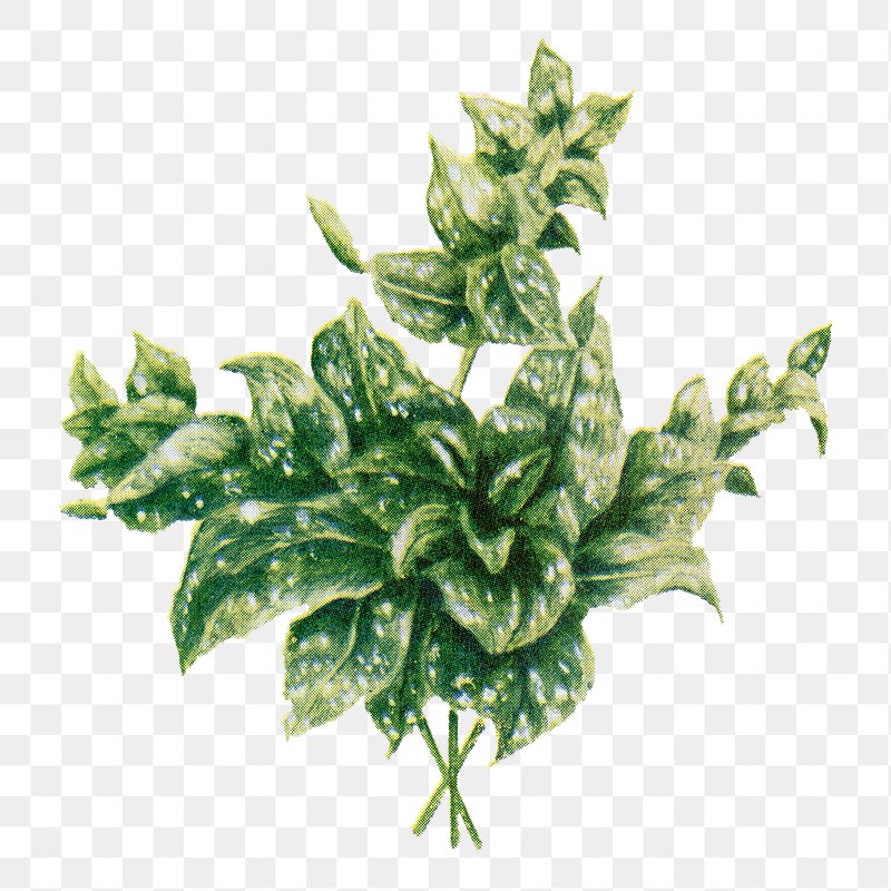 Ice plant png clip art, | Premium PNG - rawpixel