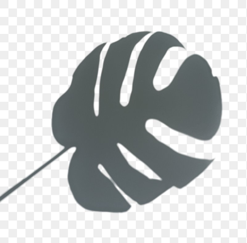 Monstera Shadow PNG Images | Free Photos, PNG Stickers, Wallpapers ...