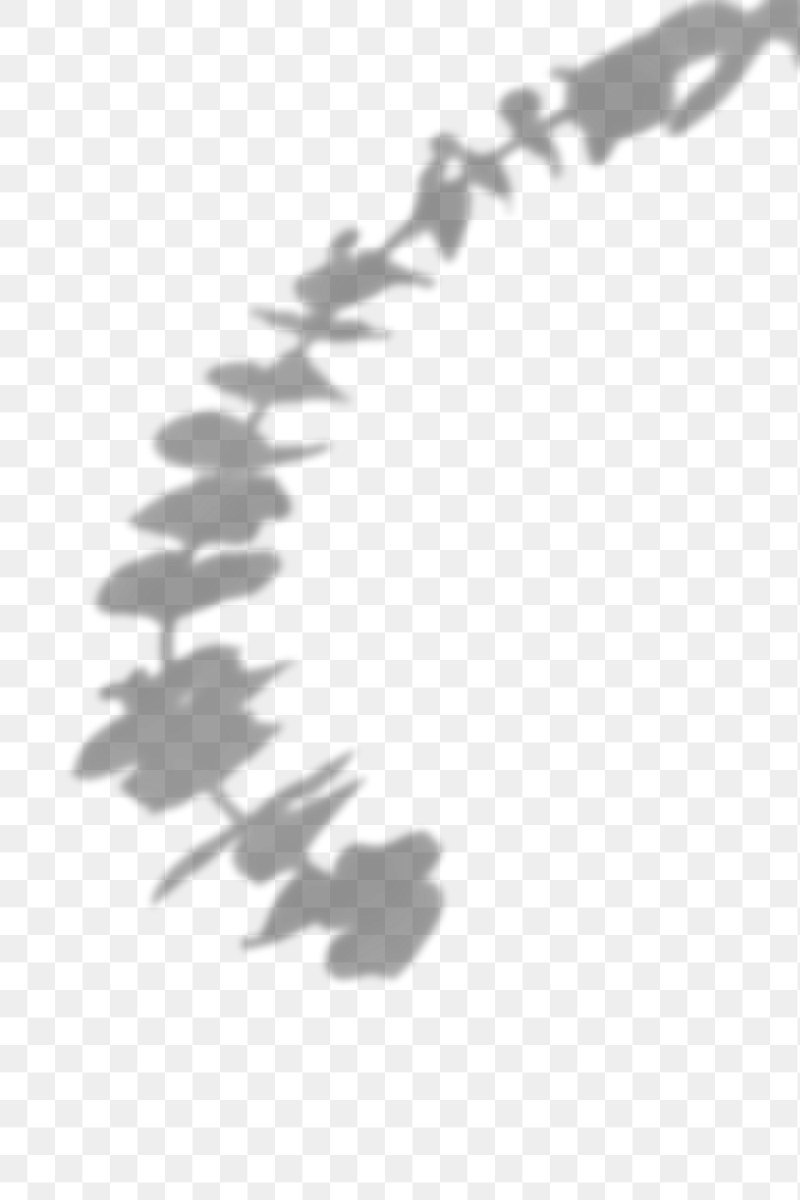 Shadow of leaves design element | Premium PNG - rawpixel