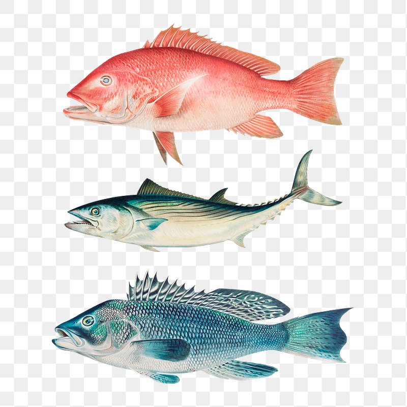 Snapper PNG Images | Free Photos, PNG Stickers, Wallpapers ...