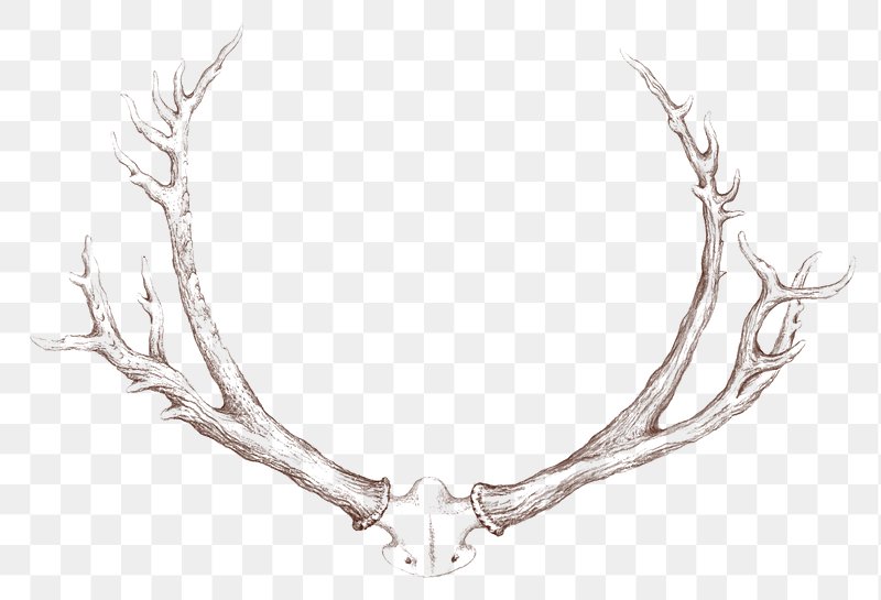 Royalty Free Antler Stock Photos | rawpixel