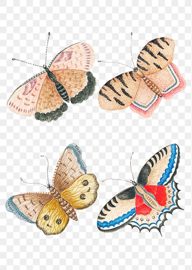 Vintage png butterfly and moth | Free PNG Sticker - rawpixel