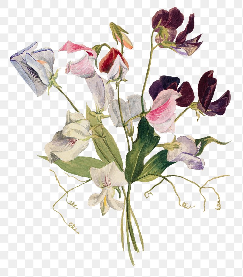 Wild Violets Images | Free Photos, PNG Stickers, Wallpapers ...