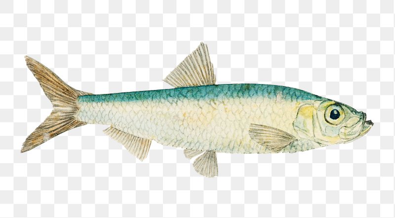Pilchard Fish Illustration PNG Images | Free Photos, PNG Stickers ...