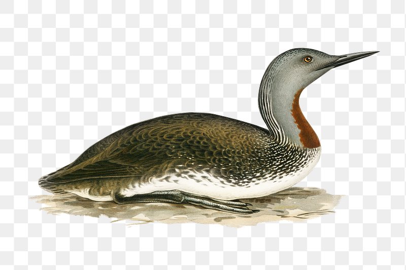 Loon Images | Free Photos, PNG Stickers, Wallpapers & Backgrounds ...