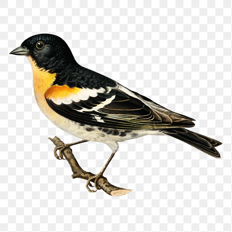 Vintage Brambles Images | Free Photos, PNG Stickers, Wallpapers ...