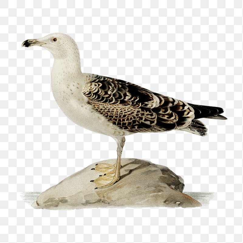 Seagull PNG Images | Free Photos, PNG Stickers, Wallpapers ...